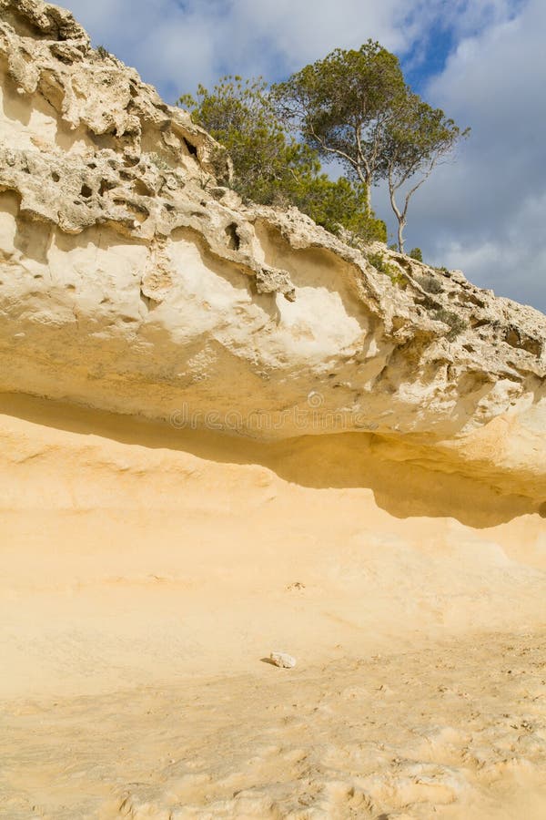 Beach clay rock stock photo. Image of tree, sand, clay - 274889044