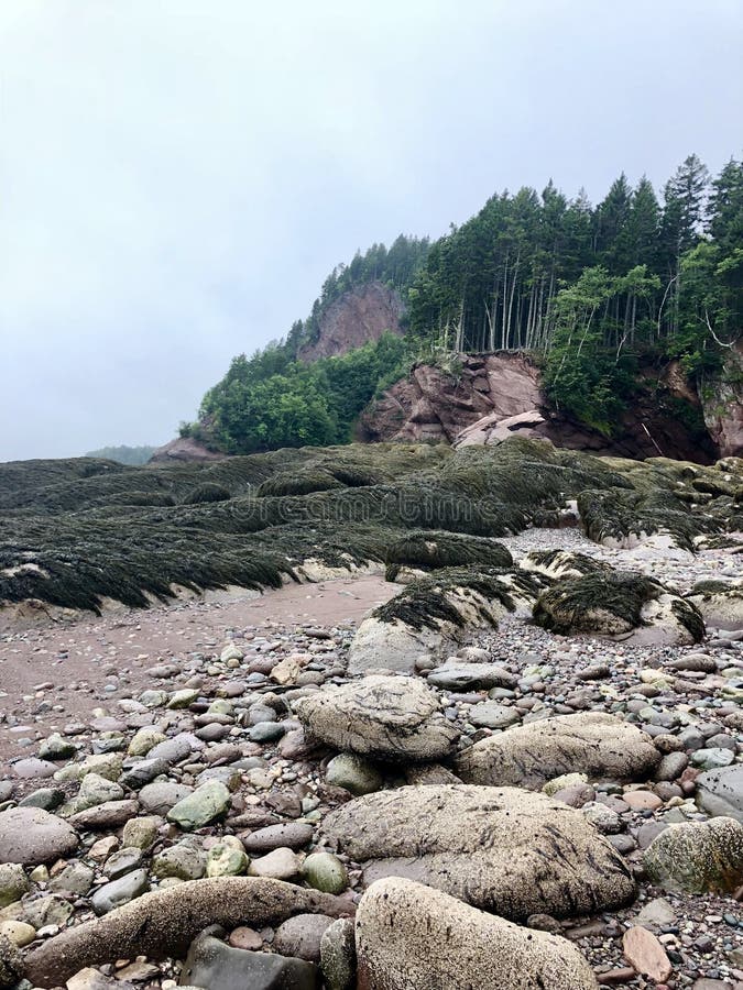 Beach cliffs stock image. Image of forested, explore - 142159313