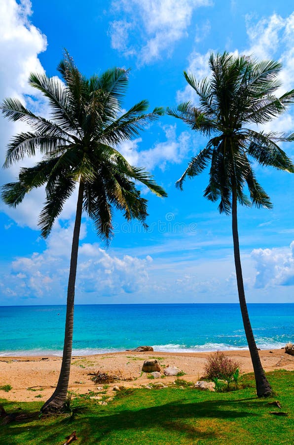 Beach coconut on island stock photo. Image of blue, color - 22044404