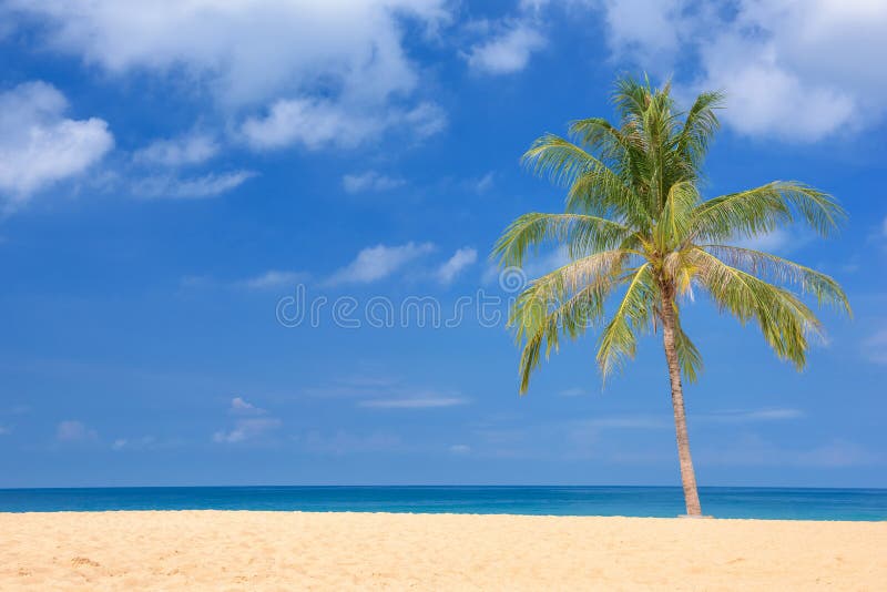 Beach and coconut tree stock image. Image of heavens - 89942021