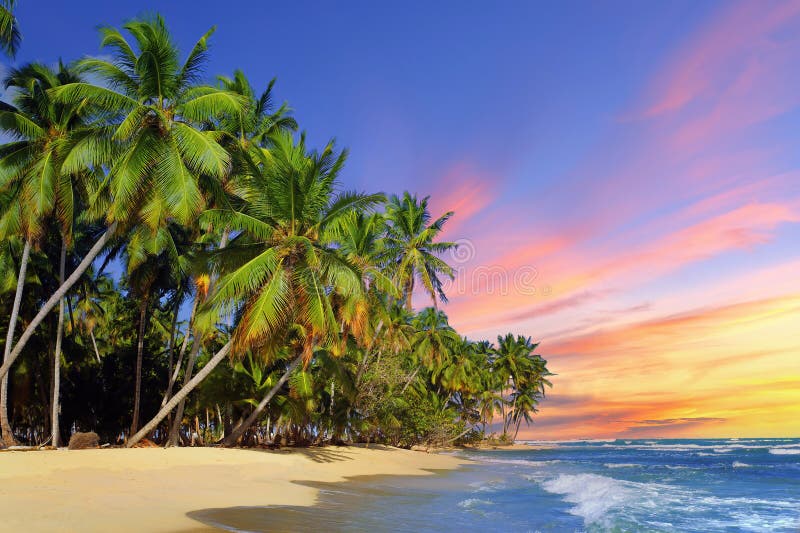 Beach with Coconut Tree at Sunset Stock Photo - Image of tree, sunlight ...