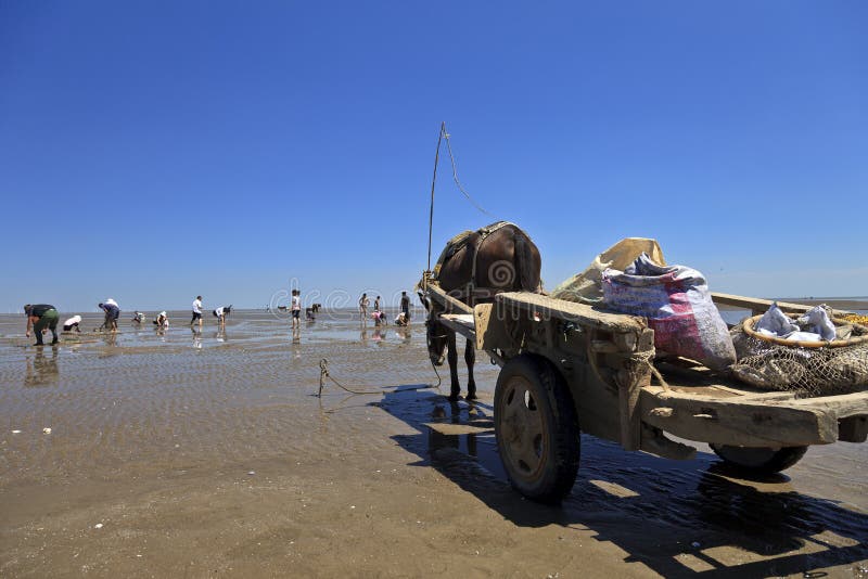 Beach Combing editorial stock image. Image of grooming - 40609984