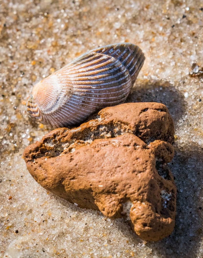 Beach-combing Composition on the Sand in Beach Haven Stock Photo ...
