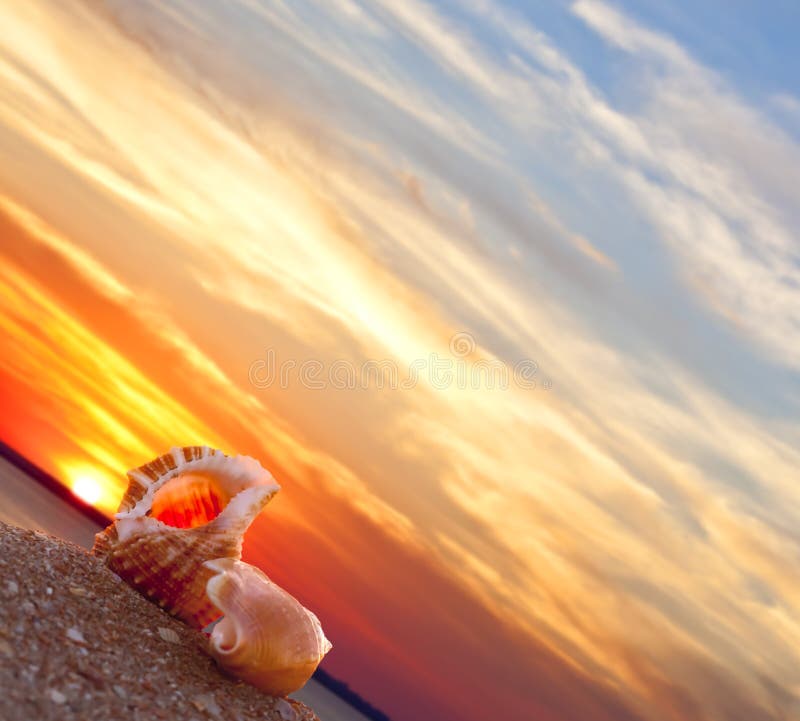 Beach conch stock photo. Image of wave, coastal, summer - 19186702