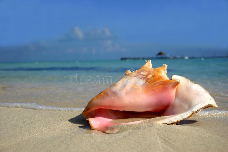 Beach Conch stock image. Image of ocean, caribbean, paradise - 239393