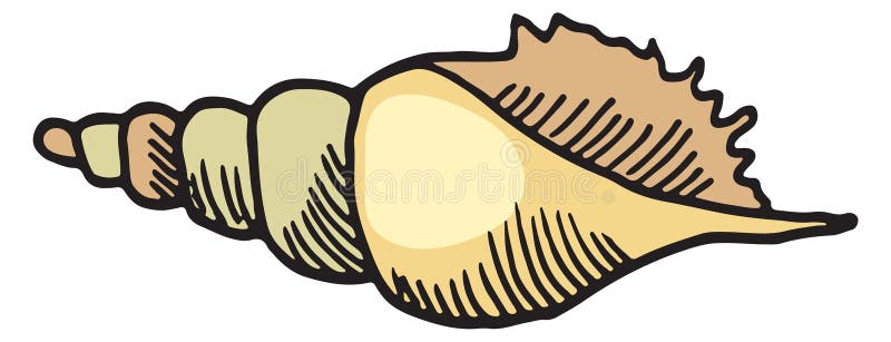 Beach Conch Color Sketch. Ocean Shell Drawing Stock Illustration ...