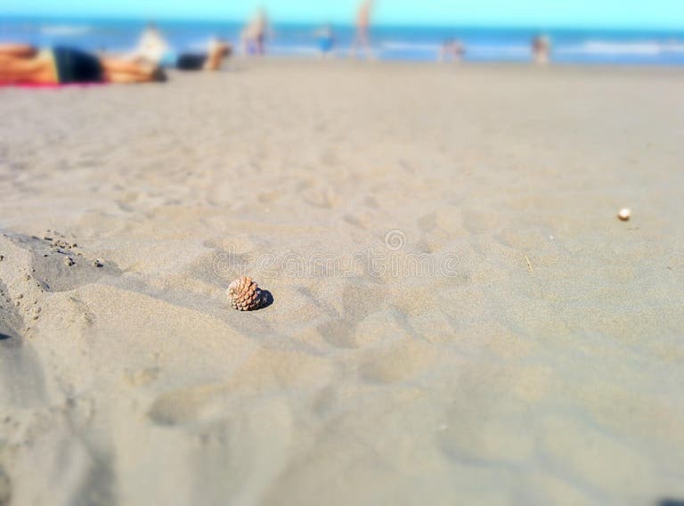 281 Tit Creepshots Beach Stock Photos - Free & Royalty-Free Stock ...