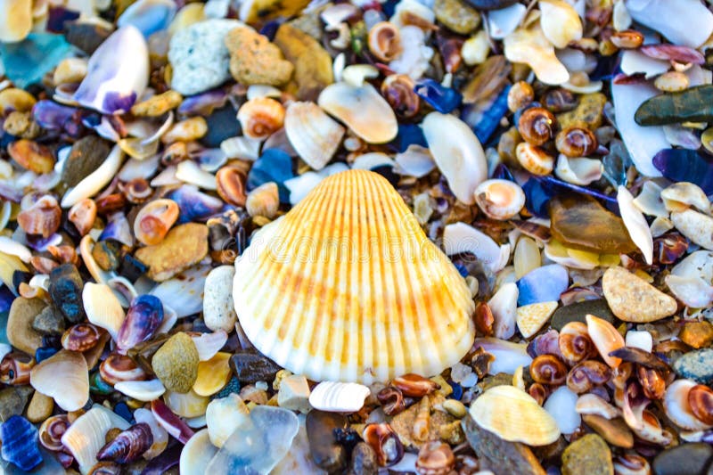 Crushed Conch Shells on Beach Varna Bulgaria Stock Image - Image of ...
