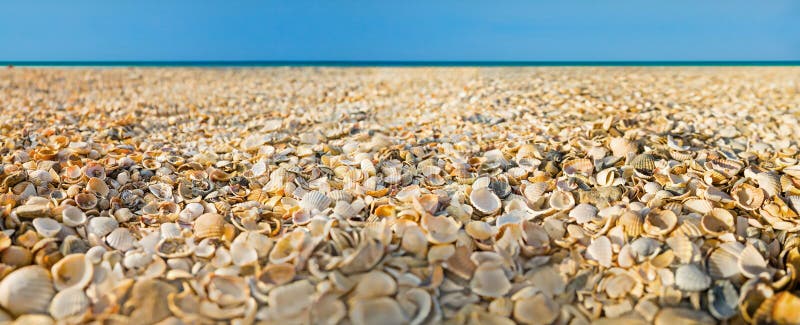 Beach Covered with Shells and Sea on Background. Panoramic View. Stock ...