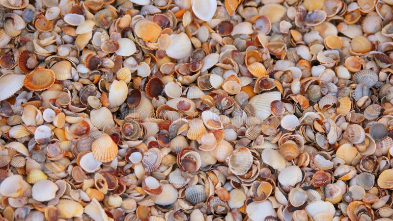 Beach Covered with Small Colorful Seashells Stock Photo - Image of ...