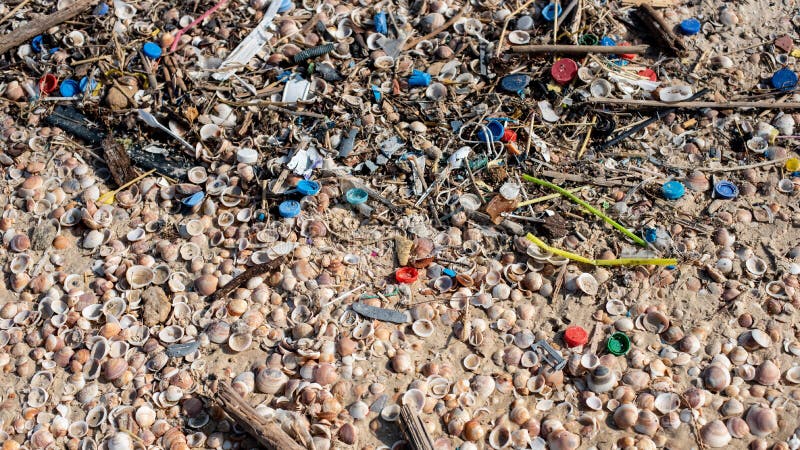 Beach Covered in Snail Shells and Plastic Rubbish Under Sunlight Stock ...
