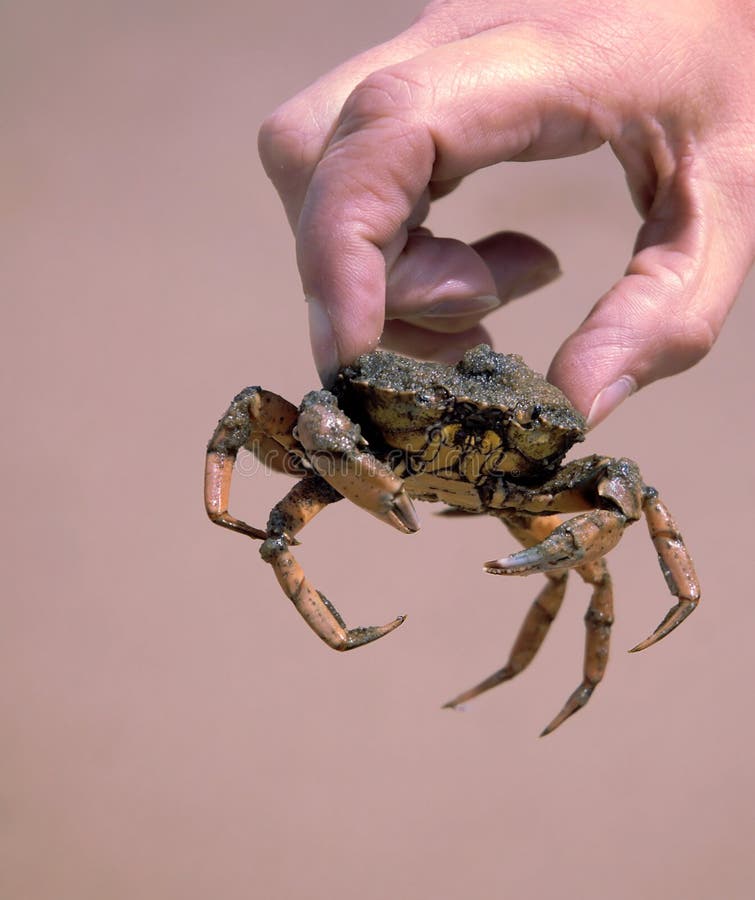 Beach crab stock image. Image of life, marine, north, held - 1106257
