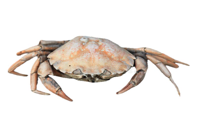 Beach Crab (Carcinus Maenas Stock Image - Image of crustacean, maenas ...