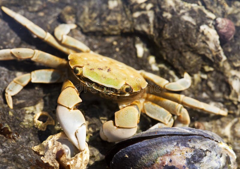 Beach Crab with Mussel stock image. Image of point, claws - 29564255