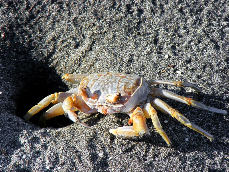 Beach crab stock photo. Image of house, protecting, guarding - 264079304
