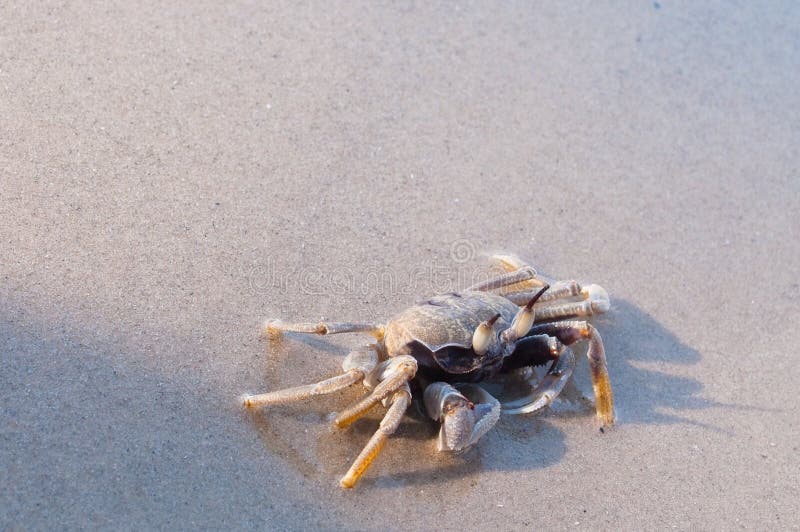Beach crab stock image. Image of held, crab, travel, seafood - 65309647