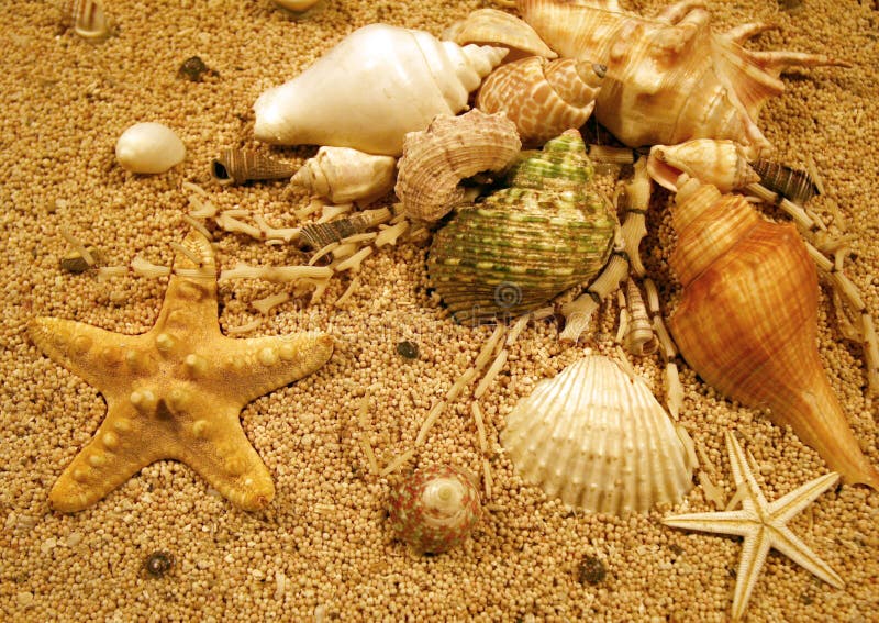 Beach Creatures stock image. Image of snail, coral, water - 3778771