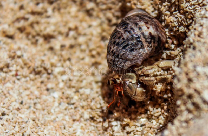 Beach critter stock photo. Image of shell, makro, little - 97111688