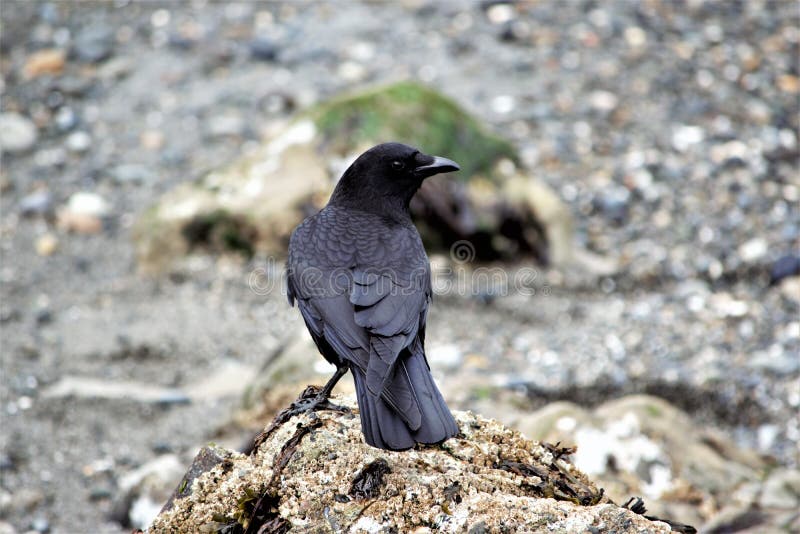 Beach Crow stock photo. Image of beach, crows, rocks - 91129356