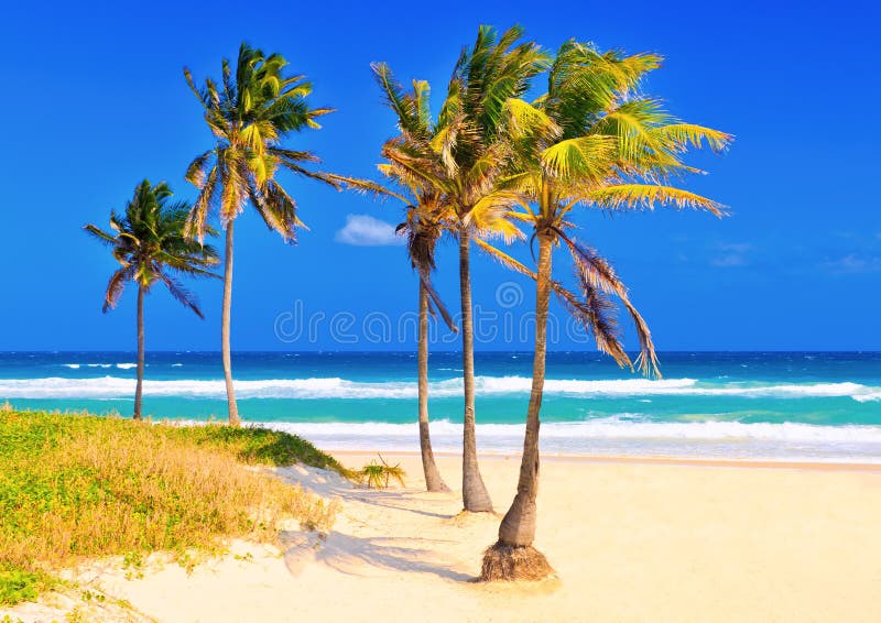 The Beach in Cuba on a Beautiful Summer Day Stock Photo - Image of ...
