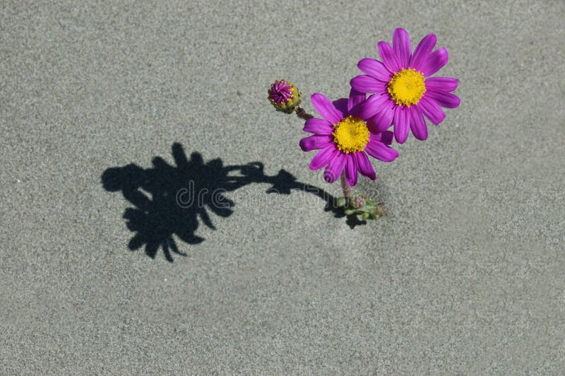 Beach daisy stock photo. Image of blossoms, blooms, beach - 41201502