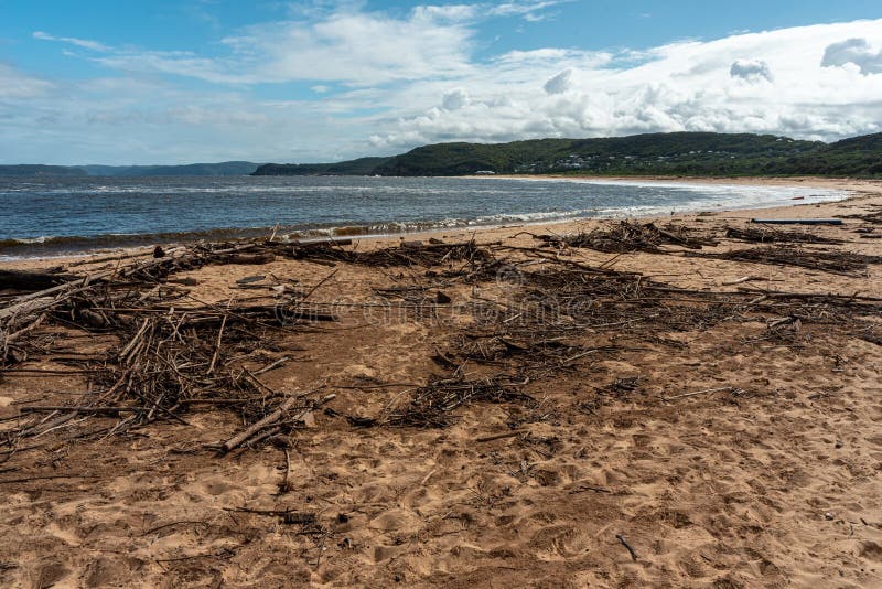Beach Debris from Trees after a Big Storm Stock Image - Image of ...