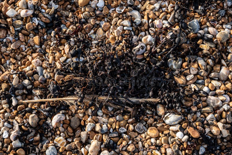 Beach detritus nNo.3 stock image. Image of feathers - 237517673