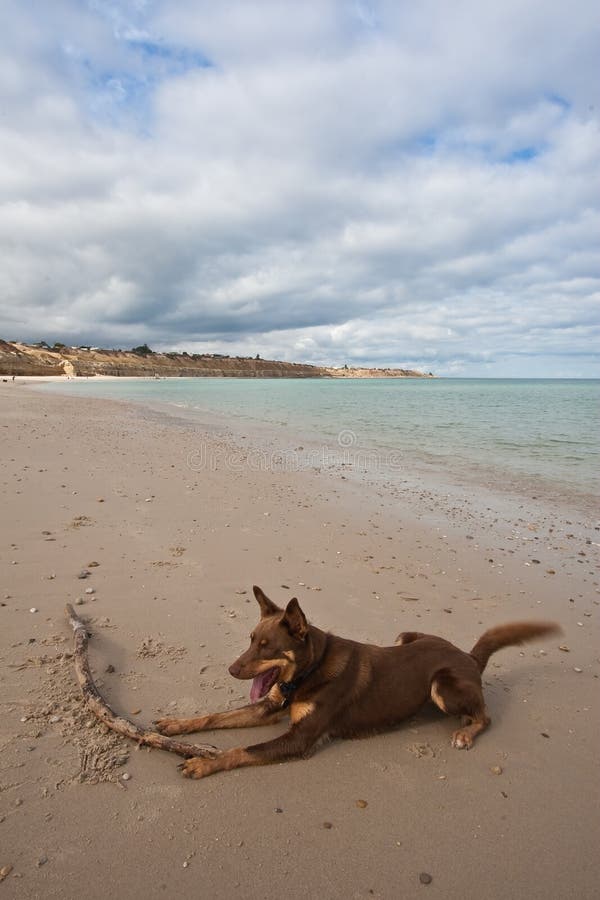 Beach Dog stock image. Image of beach, concentration - 14618539