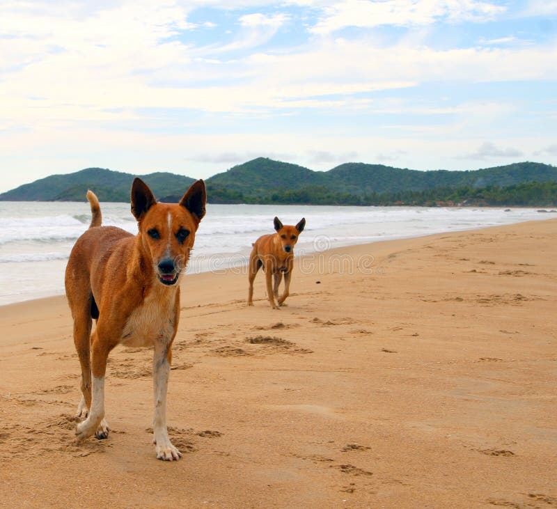 Beach Doggies stock photo. Image of brown, breed, animal - 5531898