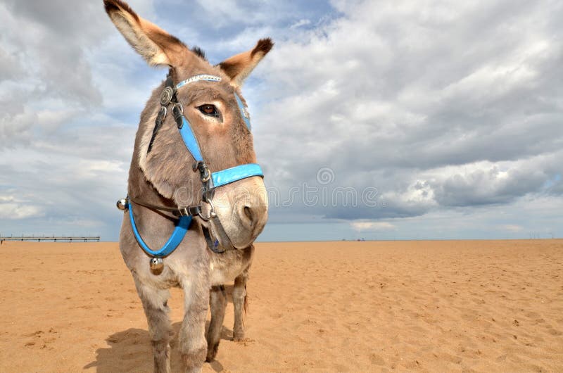 Beach Donkey stock photo. Image of coast, donkey, blue - 23435944