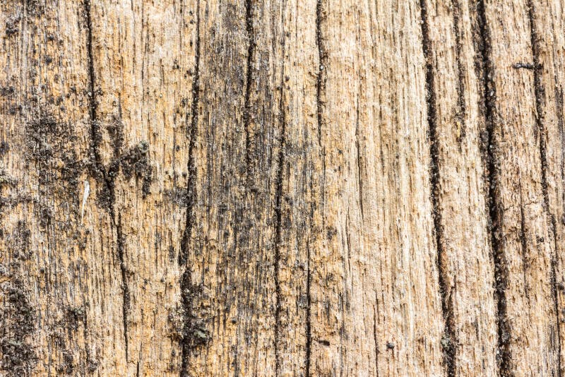 Beach Drift Wood Log Texture Stock Image - Image of dirty, distressed ...
