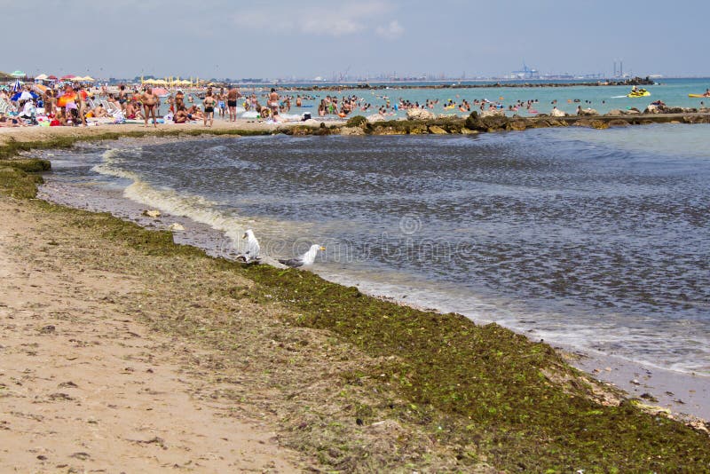 Beach of Eforie South editorial photo. Image of aquatic - 23298121