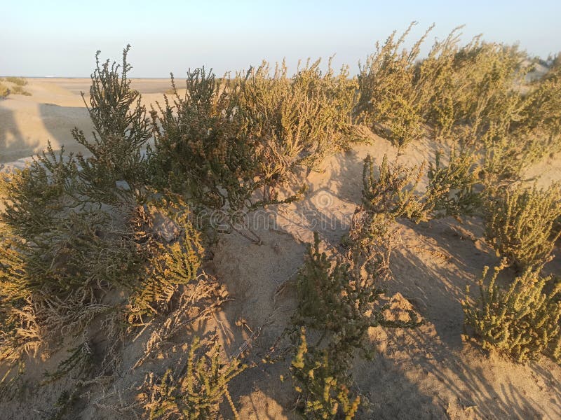 Beach Sand and Green Leaf Small Tree Stock Image - Image of small ...