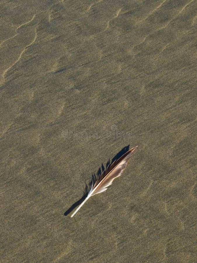 Beach Feather. stock image. Image of vacation, plumage - 11027641