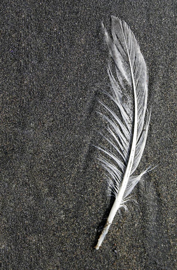 Beach Feather stock image. Image of ocean, tide, water - 459649