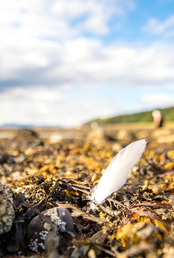 Beach Feather stock photo. Image of landscape, ground - 122316514