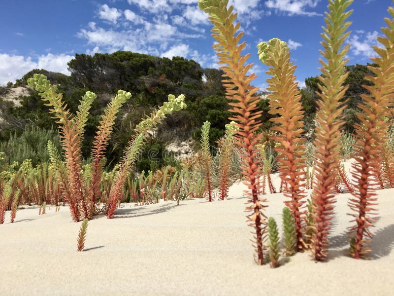 Beach ferns stock image. Image of tall, australian, plants - 110333331