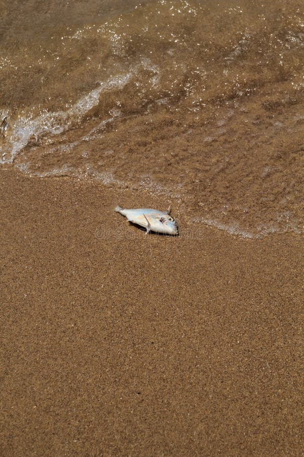 Beach Fish Die Beached Marine. Stock Image - Image of environmental ...
