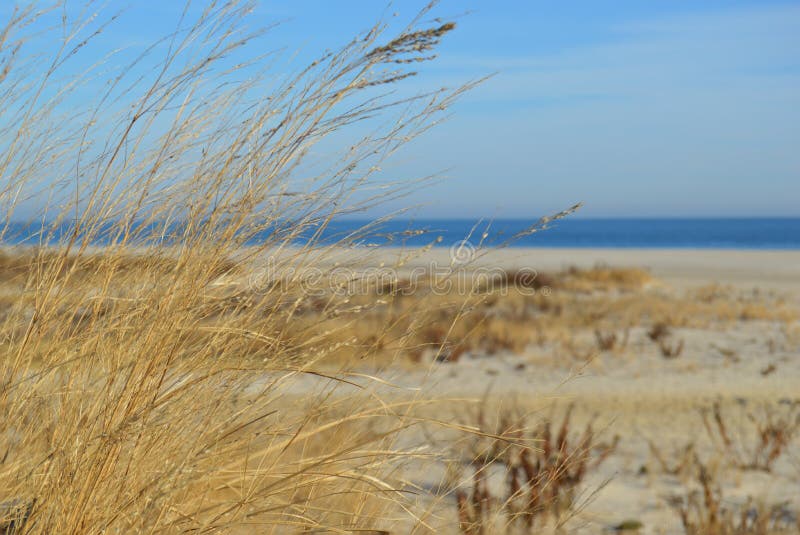 Beach Flora stock photo. Image of ocean, shore, sand - 48460586