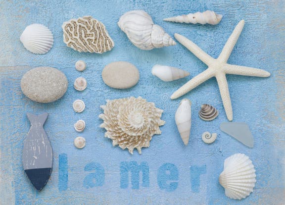 Beach flotsam collage stock photo. Image of starfish, fish - 8327488