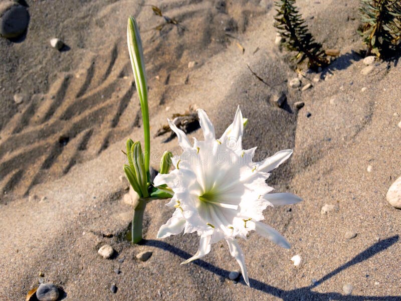 Beach flower stock photo. Image of white, flower, summer - 90387138