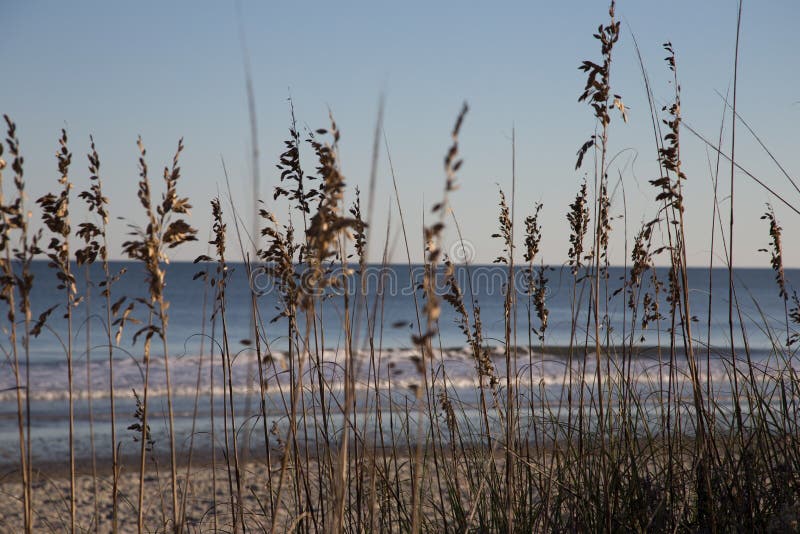 Beach Flowers stock image. Image of marsh, beach, helpful - 81143735