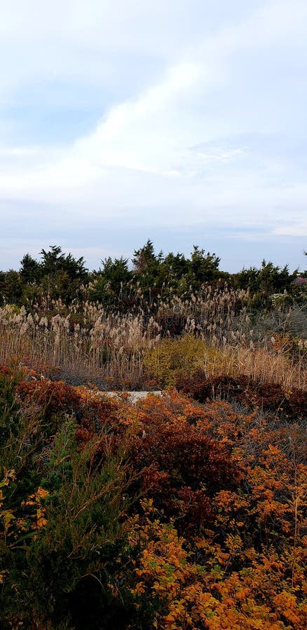 Beach Foliage stock photo. Image of beach, array, aling - 140763198