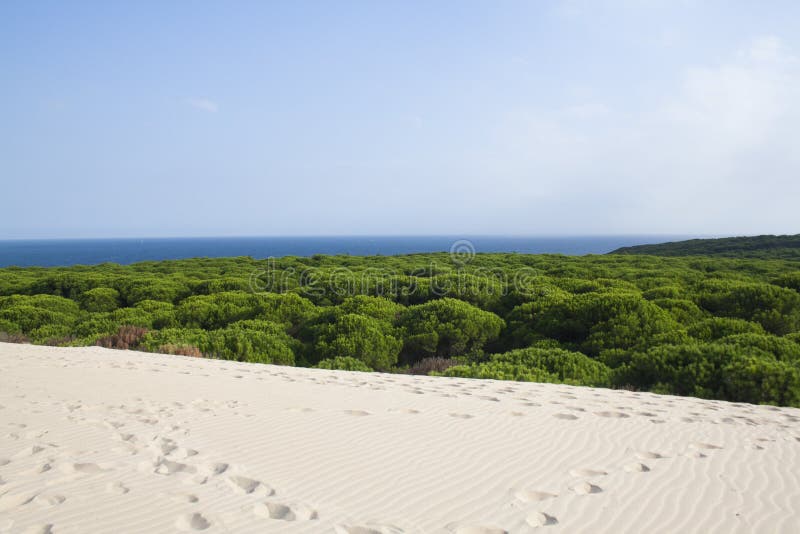 Beach with Forest of Green Trees and White Sand. Stock Image - Image of ...