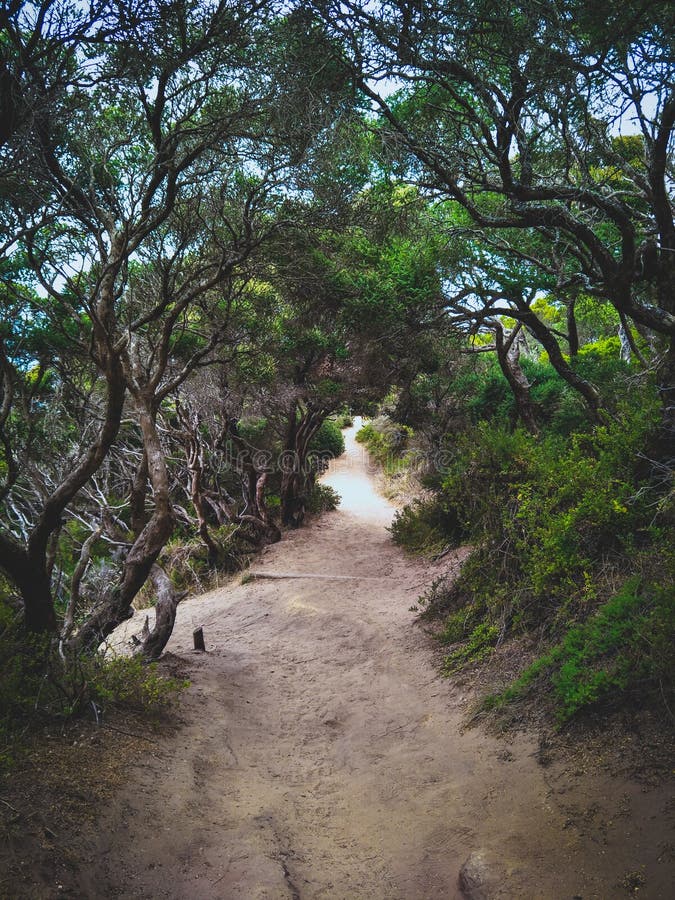 Beach forest path stock image. Image of trail, cape - 112861161