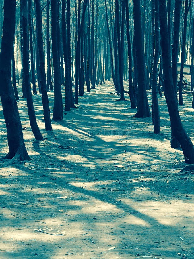 Beach Forest Pathway stock photo. Image of road, beach - 86878170
