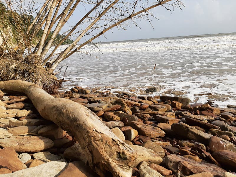 Beach Front Drift Wood on Shore Stock Photo - Image of front, beach ...