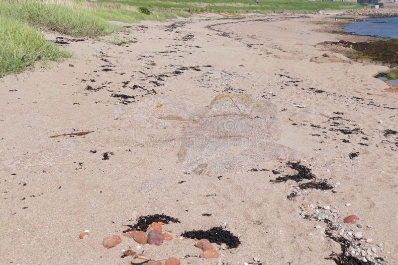 Beach front stock image. Image of line, wild, green, expanse - 70303763