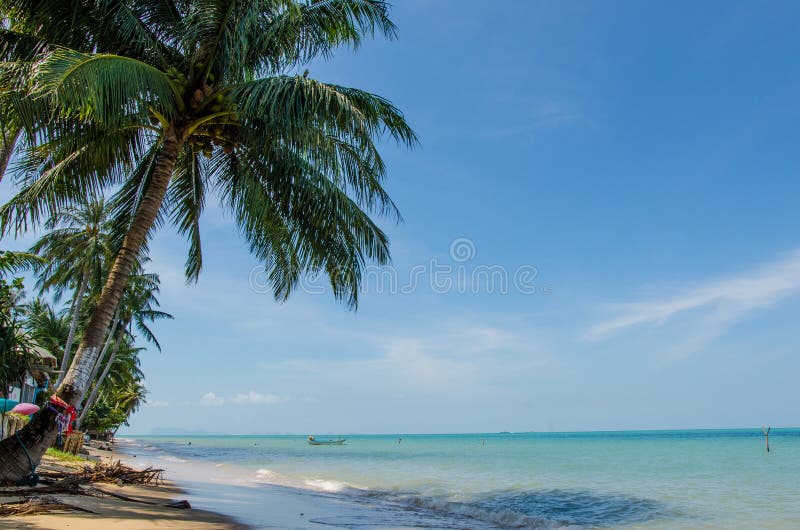 Beach Frontage with Coconut Trees and Sunshine Line. Stock Photo ...