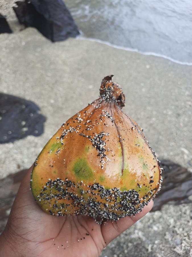 Beach Fruit or Buah Pantai at Jikomalamo of Ternate City Stock Image ...